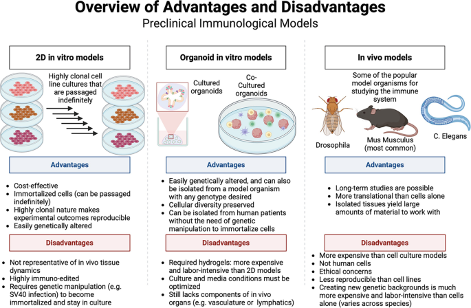 The Role of Organoids for Investigating Immunological Function, Disease ...