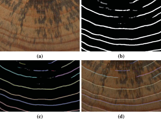 DeepCS-TRD, a Deep Learning-Based Cross-Section Tree Ring Detector ...