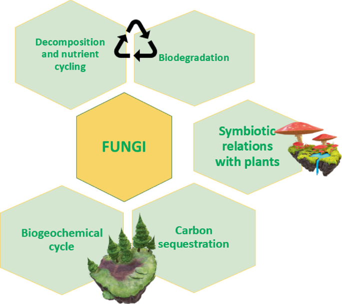 Fungal-Based Remediation in the Treatment of Pesticides and Herbicides ...