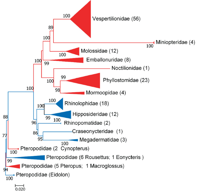 GULO Evolution in Bats: A Genomic Approach | Springer Nature Link