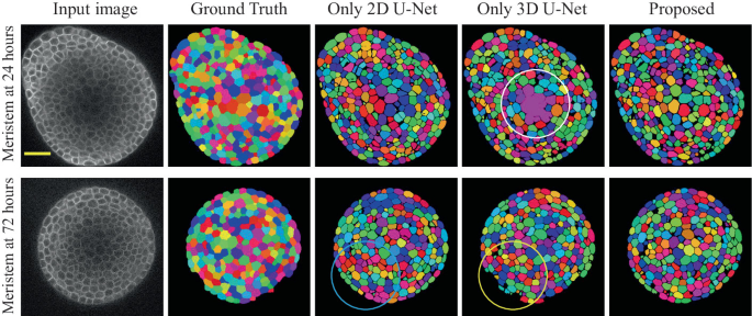 Segmentation of Arabidopsis Apical Stem Cells via a Dual Deep Learning ...