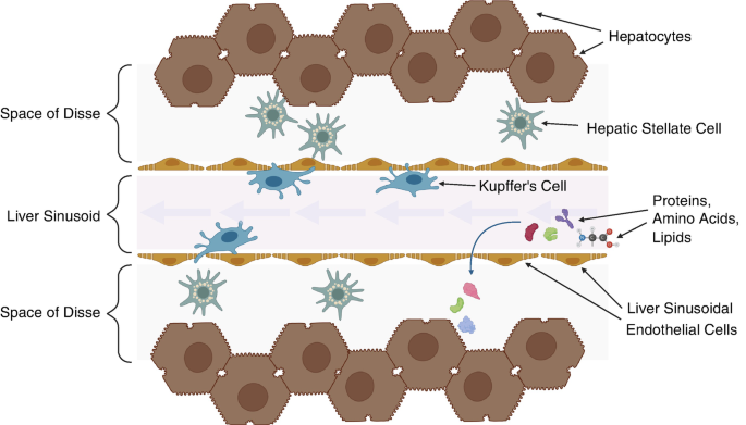 Mechanisms of Liver Regeneration | Springer Nature Link