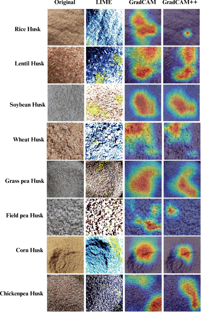 Automated Classification of Husk Species Using DenseNet121 and Vision ...