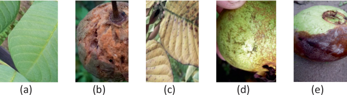 Explainable DenseNet201 and CNN for Automated Guava Disease ...