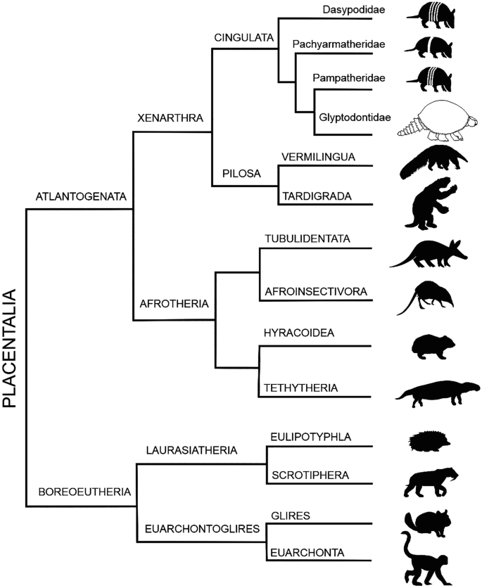 Phylogeny and Classification | Springer Nature Link