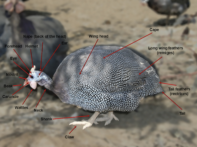 Biological Characteristics | Springer Nature Link (formerly SpringerLink)