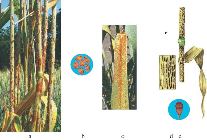 Training a Neural Network for Early-Stage Detection of Wheat Stem Rust ...