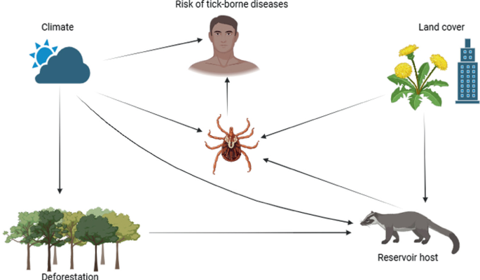Spatial Dynamics of Tick-Borne Diseases Under Climate Change | Springer ...