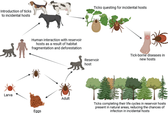 Spatial Dynamics of Tick-Borne Diseases Under Climate Change | Springer ...