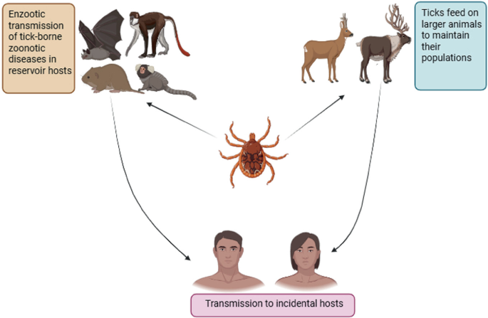 Emerging Zoonotic Threats: Climate, Ticks, and Disease Transmission ...