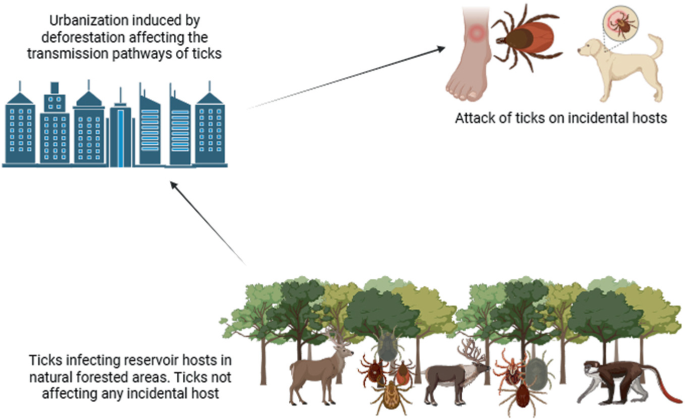 Impact of Climate Change on Tick-Borne Bacterial Diseases | Springer ...