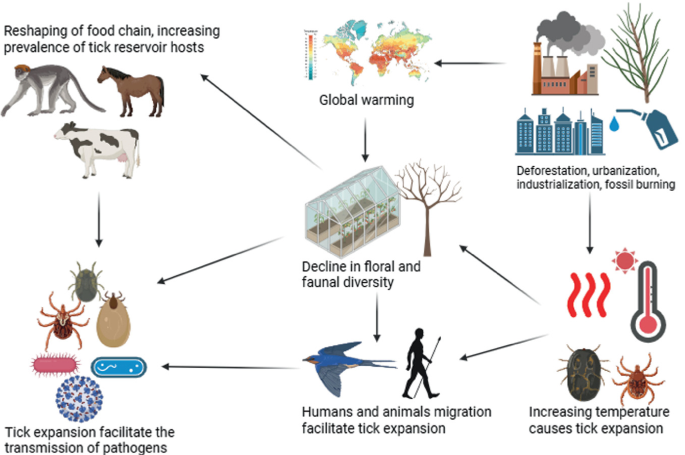 Tick-Borne Diseases in a Warming World: A Global Prospective | Springer ...