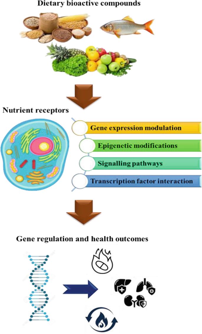 Bioactive Compounds and Their Role in Nutrigenomics | Springer Nature Link