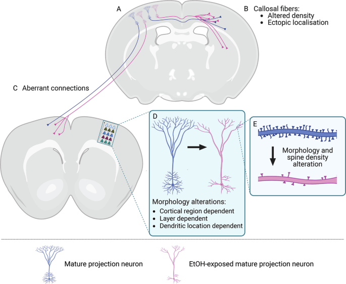 Impact of Prenatal Alcohol Exposure on Cerebral Cortex Development ...