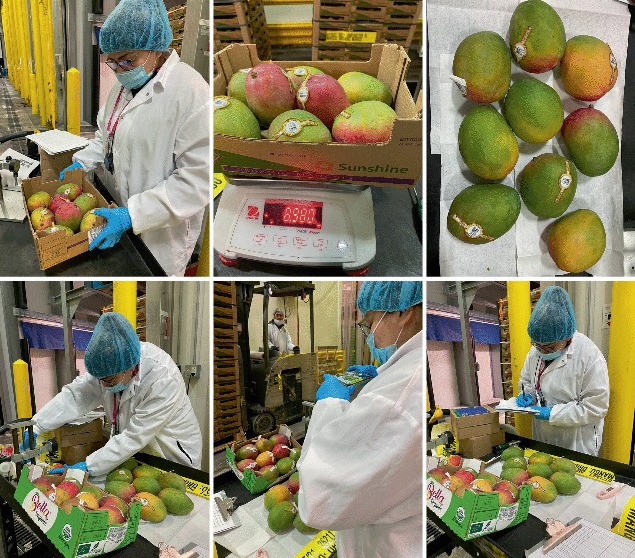 Adopting Smart Tools in the Mango Leagile Supply Chain for Enhancing ...