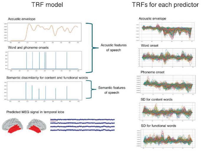 Acoustic Envelope Is Valid for Temporal Response Function (TRF) Rapid ...