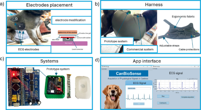 Development of a Wearable System for Electrocardiogram Monitoring in ...