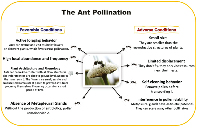 Applying Animal Behaviour to the Study of Biotic Interactions ...