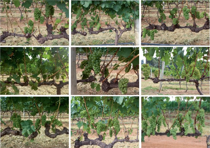 Detection and Segmentation of Grape Bunches in Orchard Conditions ...