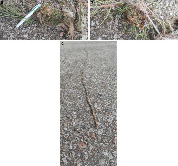 Processionary Dermatitis: Skin Reactions to Pine Processionary ...