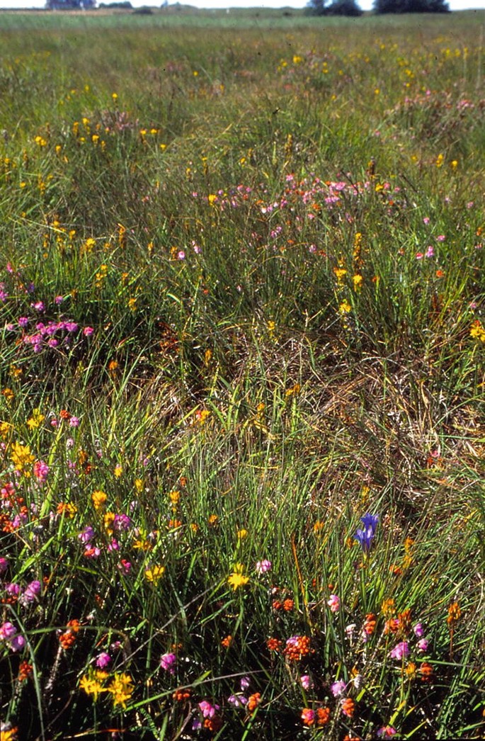 Dwarf Shrub Heaths and Nardus Grasslands | SpringerLink