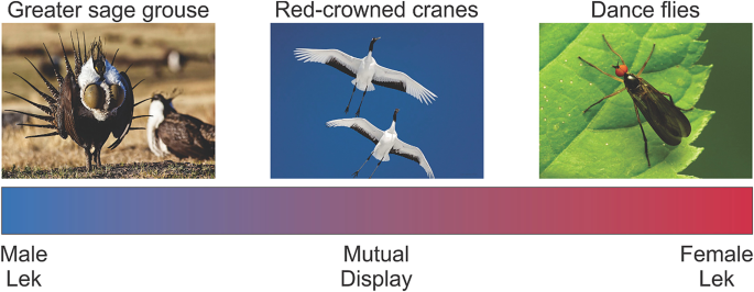 Courtship Rituals | SpringerLink