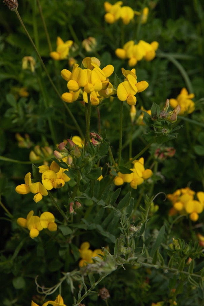 Lotus corniculatus L. Lotus gebelia Vent Lotus tenuis Kit. Fabaceae ...