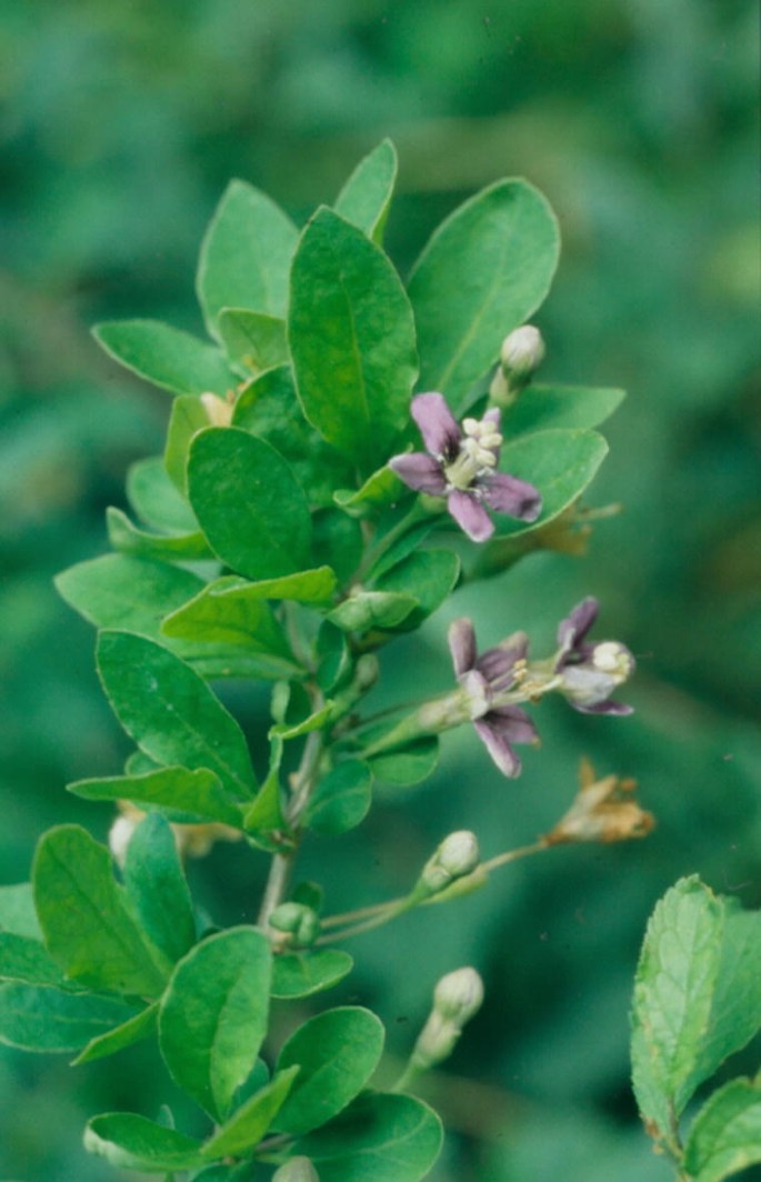 Lycium barbarum L. Lycium ruthenicum Murr. Solanaceae | SpringerLink