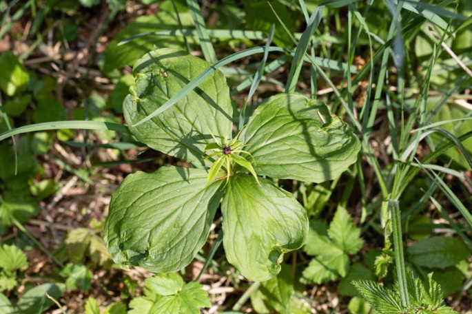 Paris incompleta M.Biebs. Paris quadrifolia L. Melanthiaceae | SpringerLink