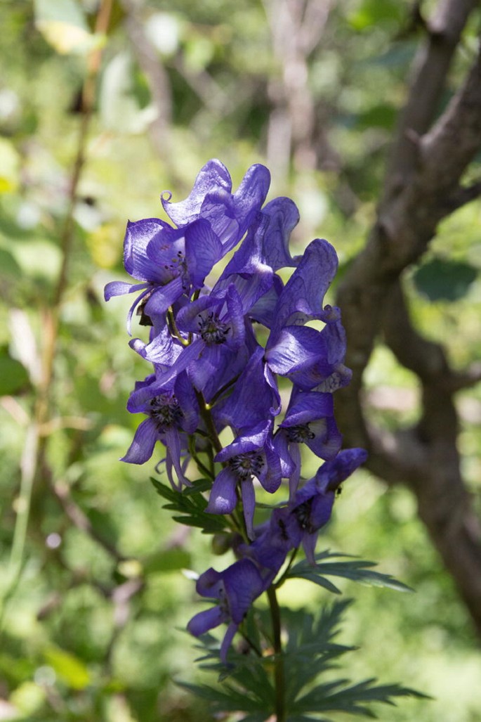 Aconitum napellus L. Aconitum orientale Mill, Aconitum tauricum Wulf ...