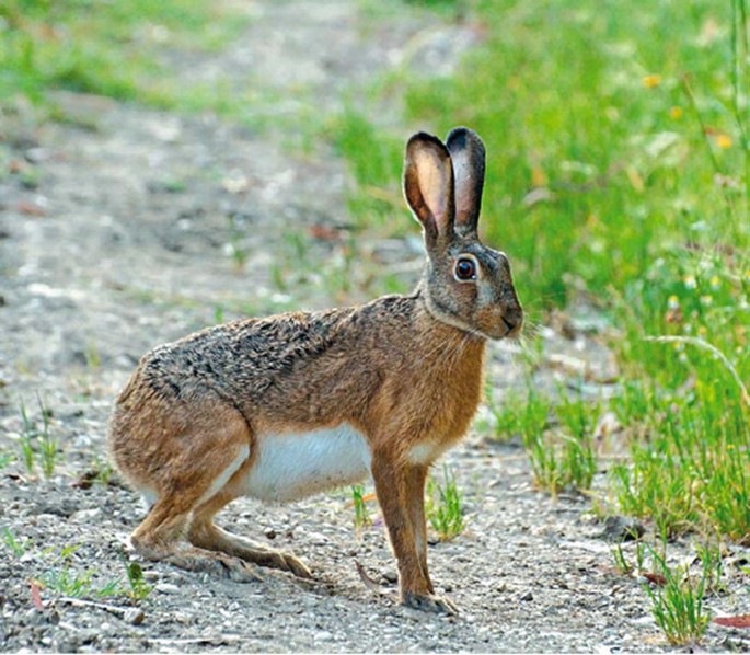 Corsican Hare Lepus corsicanus De Winton, 1898 | SpringerLink