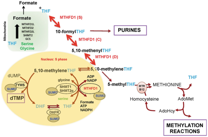 Methylene-Tetrahydrofolate Dehydrogenase 1 (MTHFD1) Deficiency ...