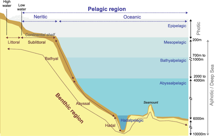 Lesson 1 Marine Ecosystems Marine Biome: Types, Plants, And Wildlife