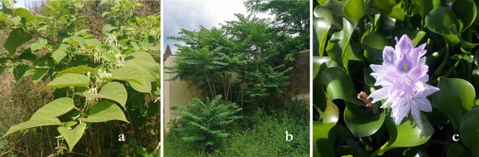 Invasive Species Impacts and Management | SpringerLink