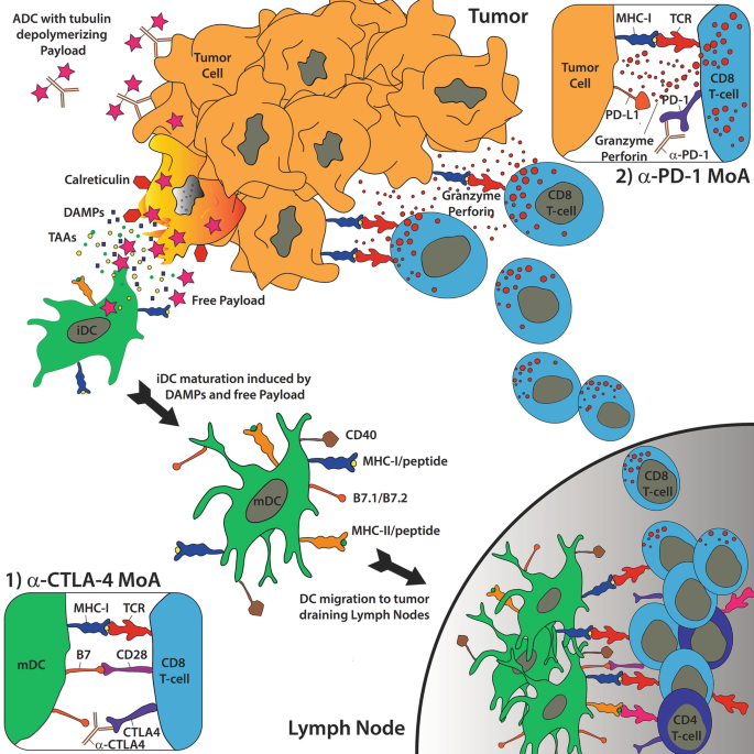 Combining ADCs with Immuno-Oncology Agents | SpringerLink