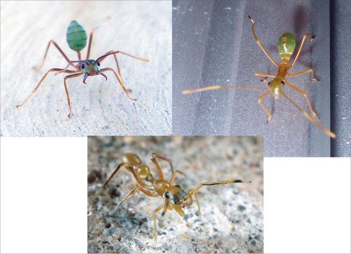 Myrmecomorphy | Springer Nature Link