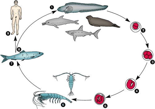 Anisakis | SpringerLink