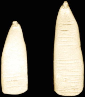 Anoplocephala Species | Springer Nature Link