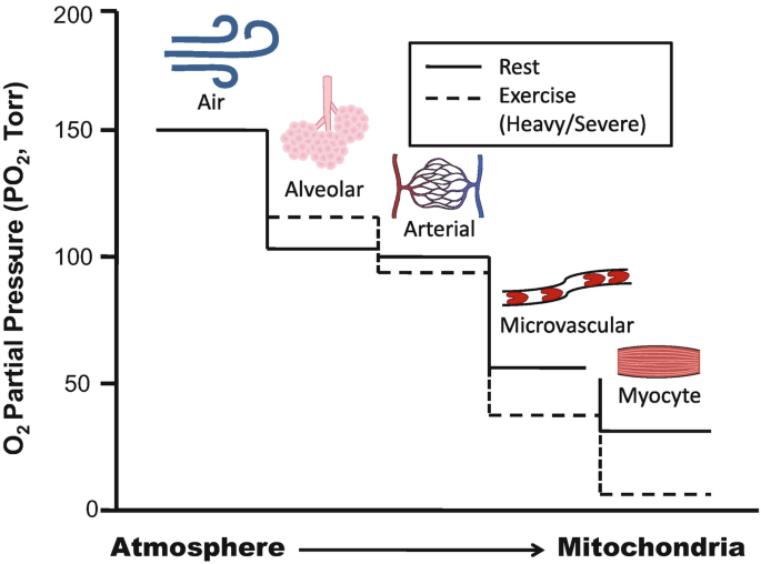 Oxygen Partial Pressure (PO2), in Heavy Exercise | SpringerLink