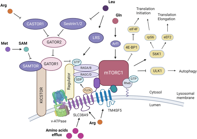 Amino Acids | SpringerLink