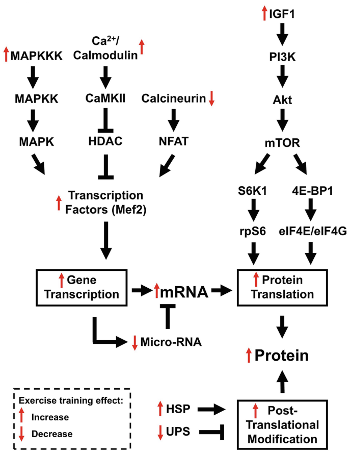 Cardiac Hypertrophy: Physiological | Springer Nature Link