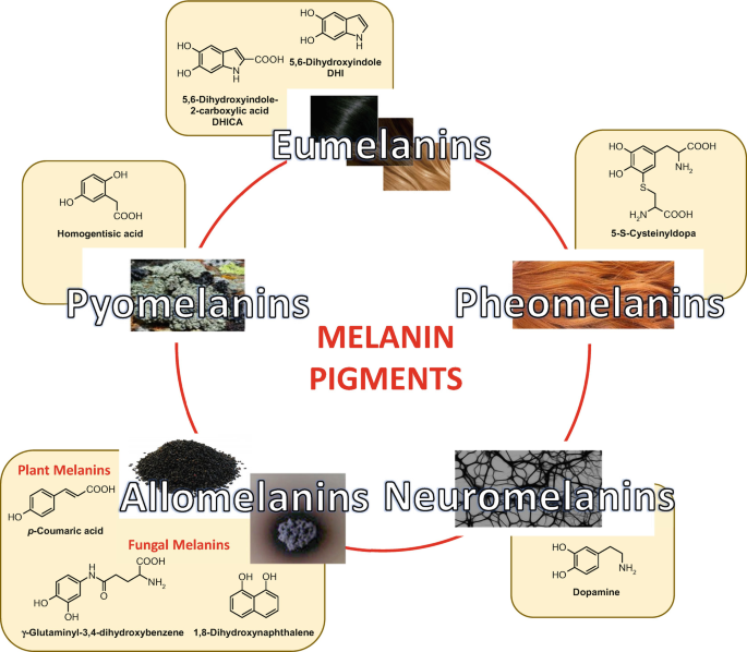 Melanins | SpringerLink