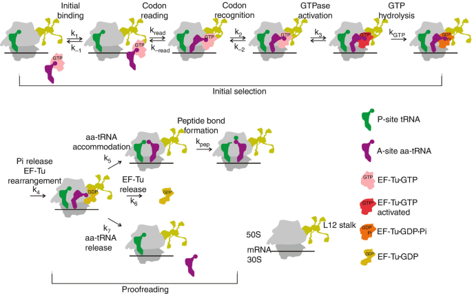Protein Synthesis: Translational Fidelity | Springer Nature Link