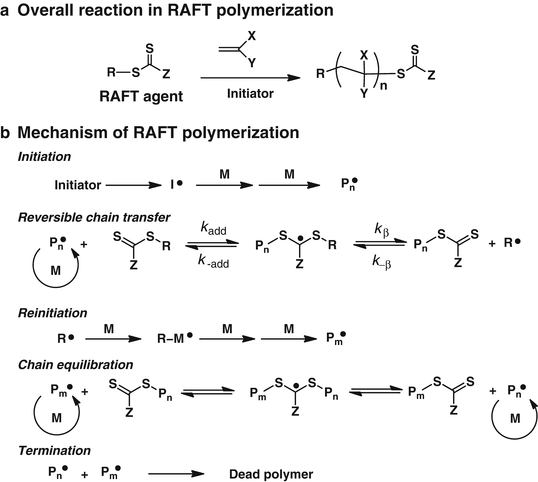Living Radical Polymerization: Reversible Addition-Fragmentation Chain Transfer (RAFT ...