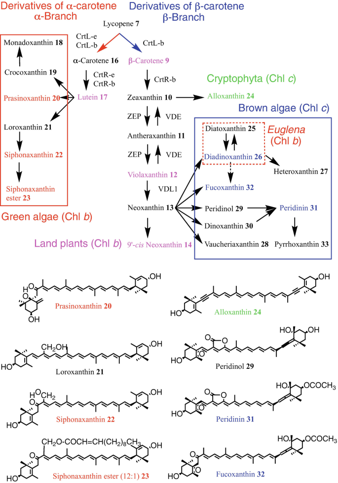 Carotenoids in Carotenogenic Organisms: Distribution, Biosynthesis, and Functions | SpringerLink