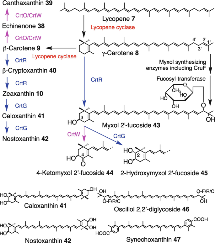 Carotenoids in Carotenogenic Organisms: Distribution, Biosynthesis, and ...