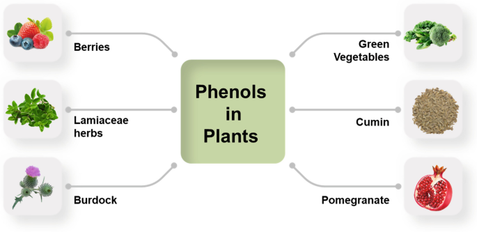 Bioactivity and Bioavailability of Phenols from Plants | SpringerLink