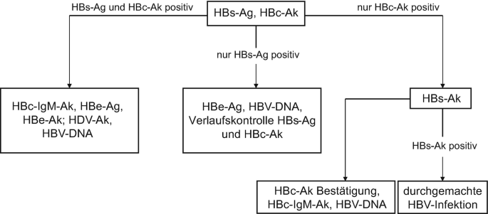 Hepatitis B-Virus (HBV) | SpringerLink