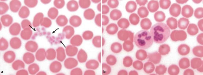 Labordiagnostik | SpringerLink