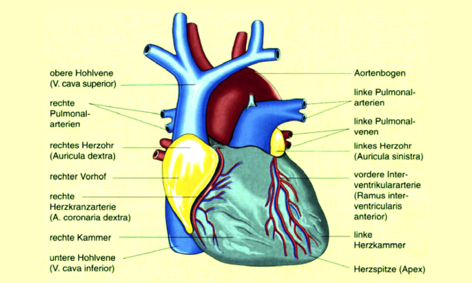 Herz- und Thoraxchirurgie | SpringerLink